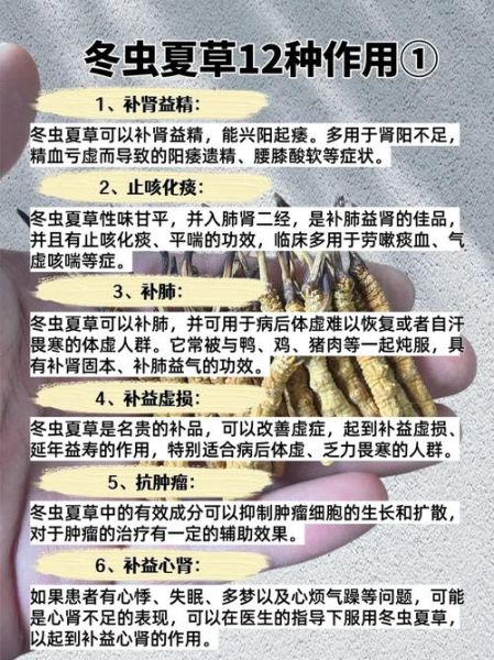 冬虫夏草的功效与作用_冬虫夏草适合什么人吃-第3张图片-山城妙识