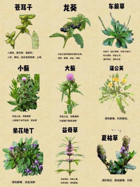 500野草图片大全及名字_如何快速识别常见杂草-第1张图片-山城妙识