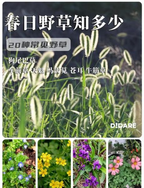 500野草图片大全及名字_如何快速识别常见杂草-第2张图片-山城妙识