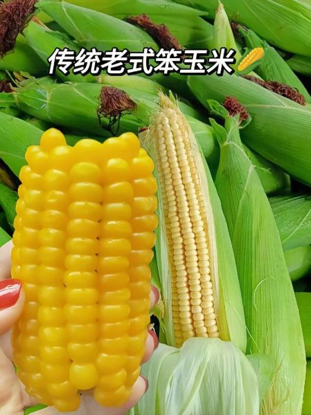 老玉米怎么煮才能软_老玉米煮多久才软糯-第1张图片-山城妙识