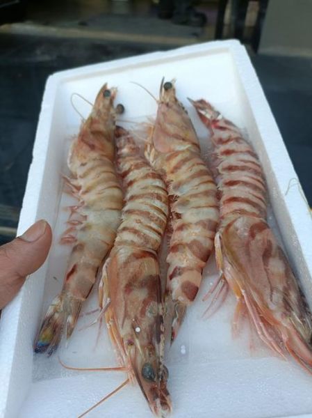 明虾价格多少钱一斤_明虾最新行情-第1张图片-山城妙识 明虾价格多少钱一斤_明虾最新行情-第1张图片-山城妙识