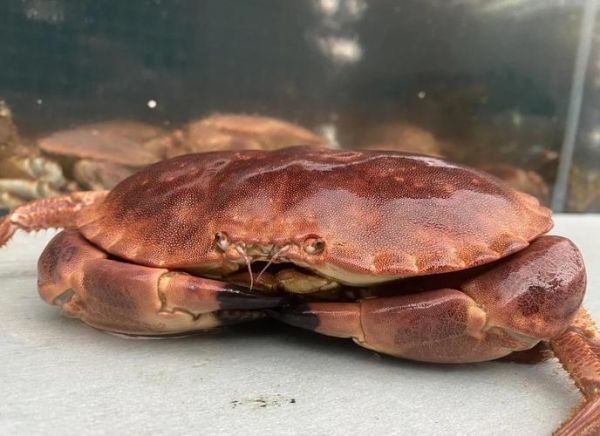 面包蟹清蒸好吃吗_清蒸面包蟹怎么做才好吃-第1张图片-山城妙识