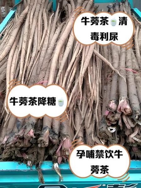 牛蒡茶可以天天喝吗_牛蒡茶的功效与作用-第2张图片-山城妙识