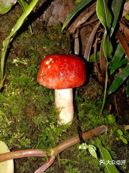 白干干红伞伞是什么_中毒症状多久出现-第2张图片-山城妙识