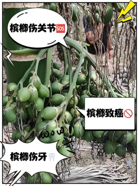 男人吃槟榔能提高性功能吗_槟榔对性能力的影响-第2张图片-山城妙识