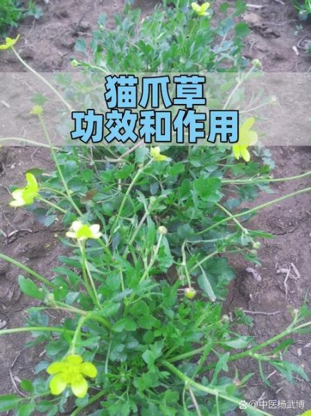 猫爪草的功效与作用及禁忌_猫爪草能长期泡水喝吗-第1张图片-山城妙识 猫爪草的功效与作用及禁忌_猫爪草能长期泡水喝吗-第1张图片-山城妙识