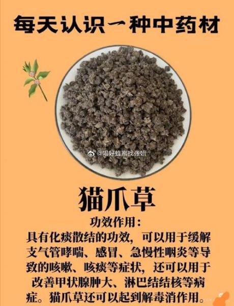 猫爪草的功效与作用及禁忌_猫爪草能长期泡水喝吗-第2张图片-山城妙识 猫爪草的功效与作用及禁忌_猫爪草能长期泡水喝吗-第2张图片-山城妙识