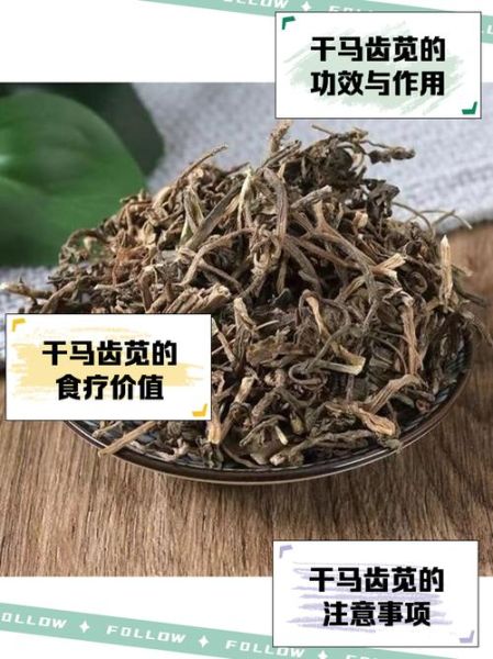 干马齿苋蒸肉怎么做_干马齿苋蒸肉功效-第3张图片-山城妙识 干马齿苋蒸肉怎么做_干马齿苋蒸肉功效-第3张图片-山城妙识