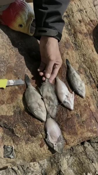 剥皮鱼怎么剥皮_剥皮鱼视频教程-第3张图片-山城妙识