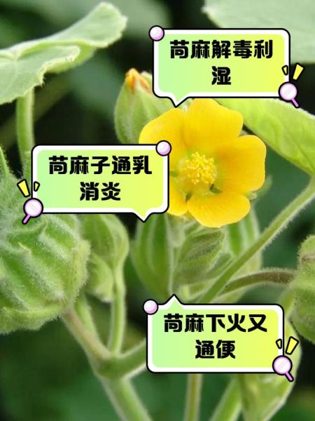 苘麻子的功效与作用_苘麻子能治什么病-第2张图片-山城妙识