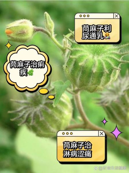 苘麻子的功效与作用_苘麻子能治什么病-第1张图片-山城妙识