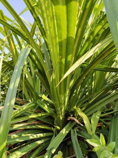 露兜叶包四角粽子怎么做_露兜叶粽子做法视频教程-第3张图片-山城妙识