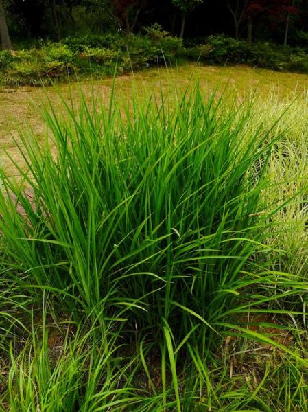 柠檬香茅长什么样_柠檬香茅图片怎么拍-第3张图片-山城妙识