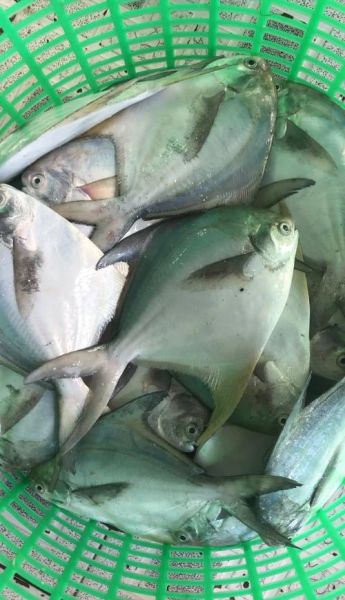 平鱼是鲳鱼吗_平鱼和鲳鱼的区别-第2张图片-山城妙识 平鱼是鲳鱼吗_平鱼和鲳鱼的区别-第2张图片-山城妙识