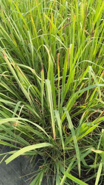 柠檬香茅长什么样_柠檬香茅图片怎么拍-第2张图片-山城妙识