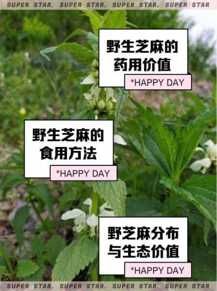 芝麻的功效与作用_芝麻的药用价值有哪些-第3张图片-山城妙识