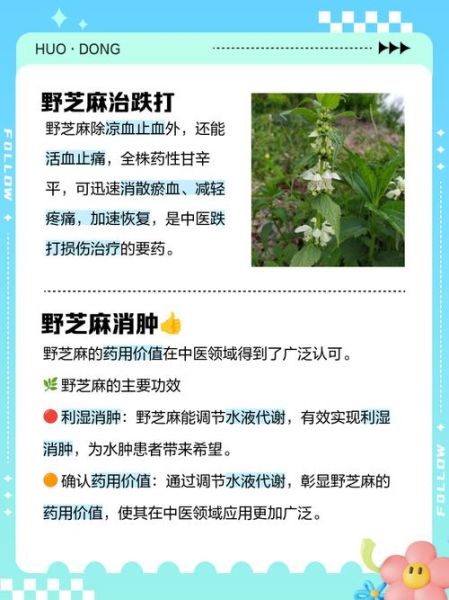 芝麻的功效与作用_芝麻的药用价值有哪些-第2张图片-山城妙识