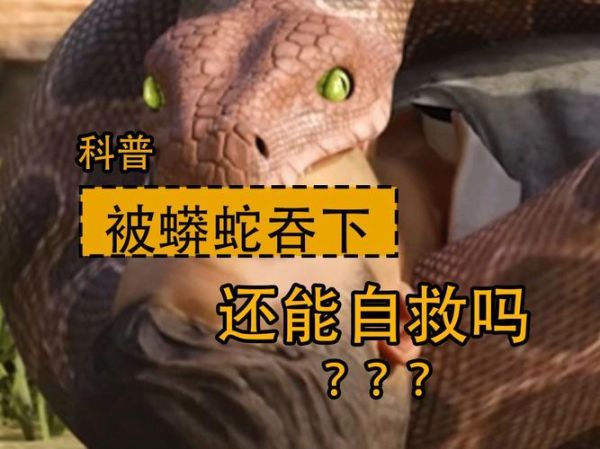 蟒蛇为什么喜欢缠女人_蟒蛇缠人真实原因-第2张图片-山城妙识 蟒蛇为什么喜欢缠女人_蟒蛇缠人真实原因-第2张图片-山城妙识