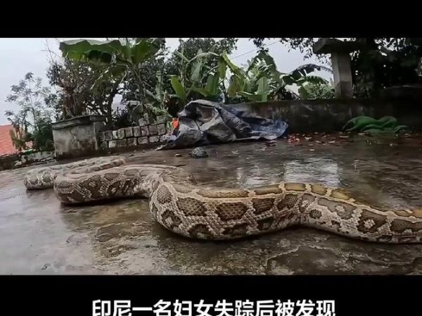 蟒蛇为什么喜欢缠女人_蟒蛇缠人真实原因-第1张图片-山城妙识 蟒蛇为什么喜欢缠女人_蟒蛇缠人真实原因-第1张图片-山城妙识