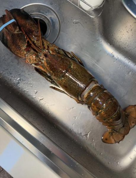 波士顿龙虾清蒸要多久_清蒸波士顿龙虾做法-第1张图片-山城妙识