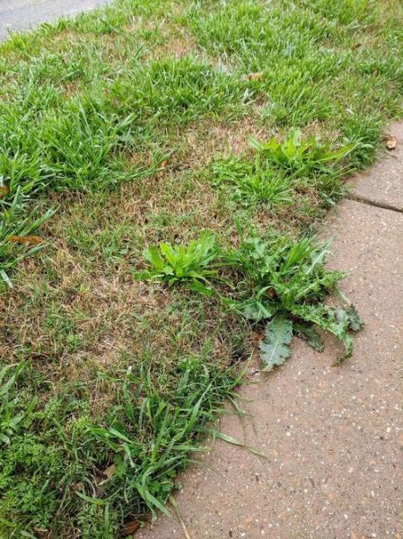 兔子最爱吃的青草有哪些_如何挑选安全牧草-第2张图片-山城妙识