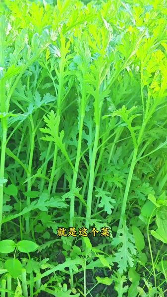 蓬蒿比喻什么_蓬蒿象征意义有哪些-第3张图片-山城妙识