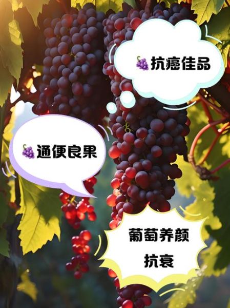 经常吃葡萄有什么好处_葡萄的营养价值-第3张图片-山城妙识