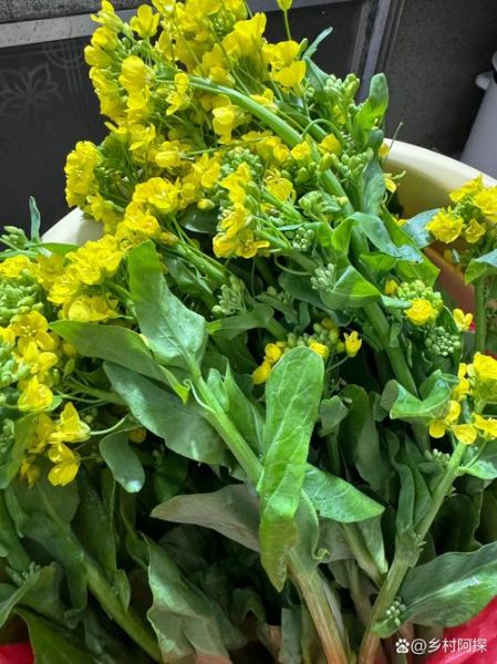 菜心开花了还能吃吗_菜心开花食用安全-第1张图片-山城妙识