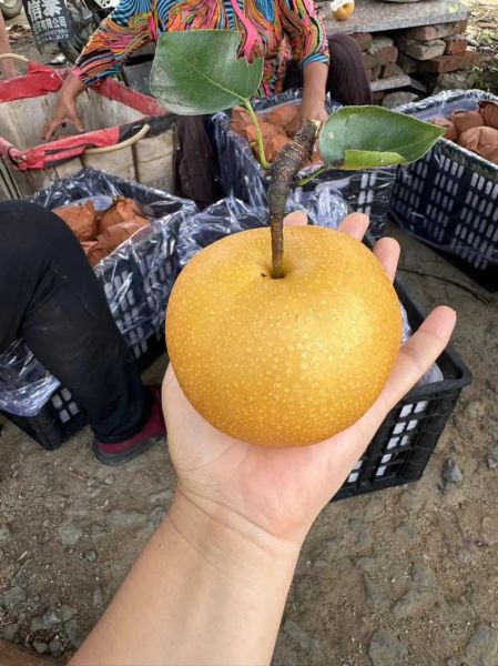 丰水梨产地是哪里_丰水梨哪里产的最正宗-第1张图片-山城妙识