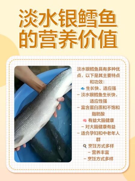 淡水银鳕鱼怎么钓_用什么饵料-第1张图片-山城妙识