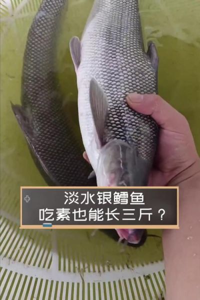 淡水银鳕鱼怎么钓_用什么饵料-第3张图片-山城妙识