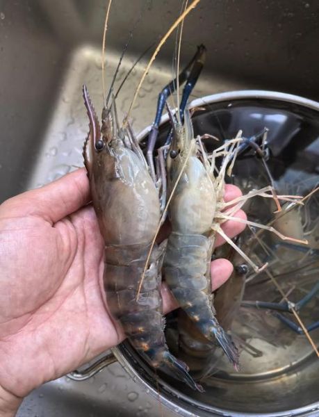 罗氏虾是海虾还是河虾_罗氏虾生长环境揭秘-第1张图片-山城妙识 罗氏虾是海虾还是河虾_罗氏虾生长环境揭秘-第1张图片-山城妙识