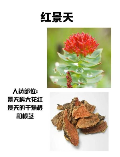 红景天能长期服用吗_红景天长期吃有副作用吗-第1张图片-山城妙识