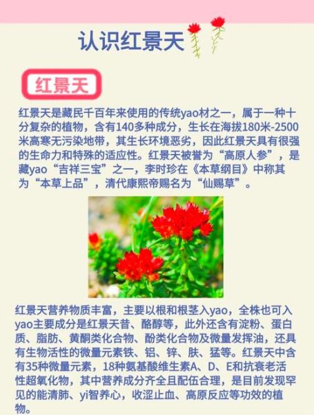 红景天能长期服用吗_红景天长期吃有副作用吗-第2张图片-山城妙识