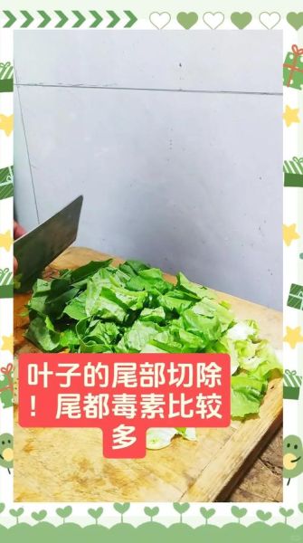 油麦菜可以直接凉拌吗_油麦菜凉拌要不要焯水-第2张图片-山城妙识