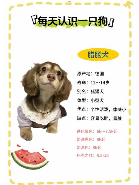 小腊肠犬适合新手养吗_小腊肠犬价格多少钱一只-第3张图片-山城妙识