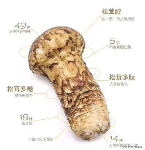 松茸的功效与作用_松茸怎么吃最营养-第2张图片-山城妙识