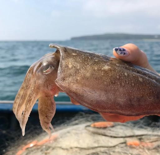 鱿鱼丝热量高吗_减肥能吃吗-第3张图片-山城妙识