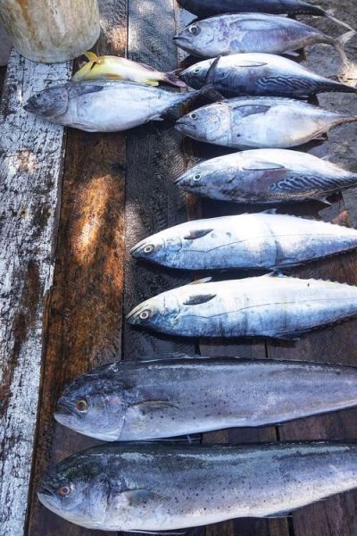 冷冻的海鱼怎么做好吃_解冻后还能保持鲜嫩吗-第2张图片-山城妙识