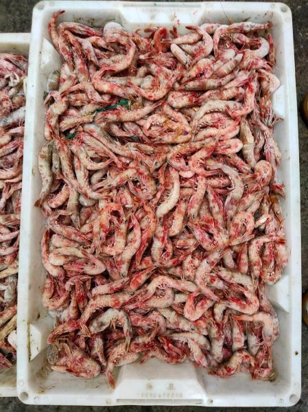 樱花虾怎么养_樱花虾饲养水质要求-第3张图片-山城妙识