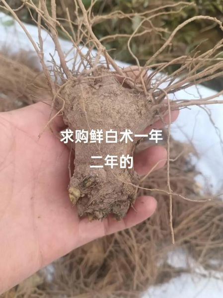 白术价格多少钱一斤_白术行情2024最新价格-第1张图片-山城妙识