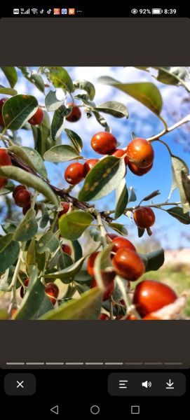 沙棘果油能祛斑吗_沙棘果油祛斑效果怎么样-第2张图片-山城妙识