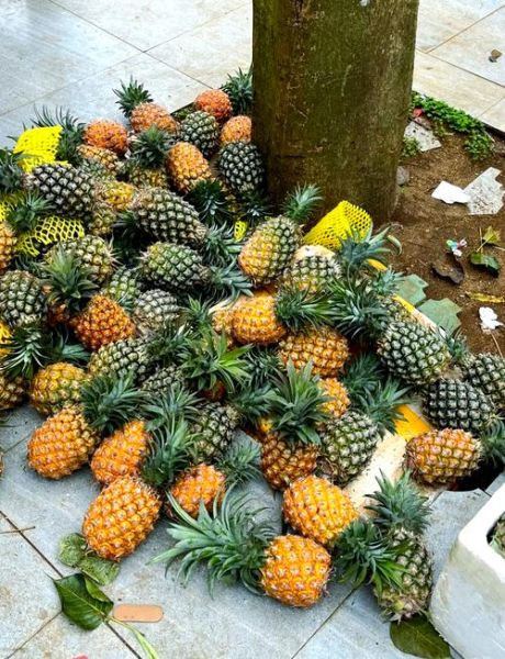 海菠萝的功效与作用_海菠萝怎么吃效果最好-第1张图片-山城妙识