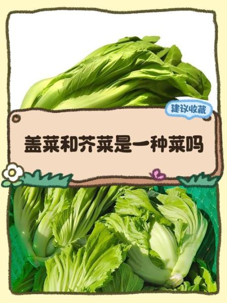盖菜的营养价值及功效与作用_盖菜怎么吃最营养-第1张图片-山城妙识