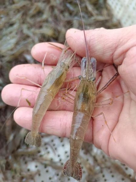 草虾是海虾还是河虾_草虾产地在哪里-第1张图片-山城妙识