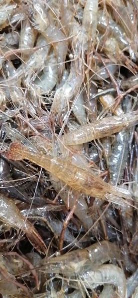 草虾是海虾还是河虾_草虾产地在哪里-第3张图片-山城妙识