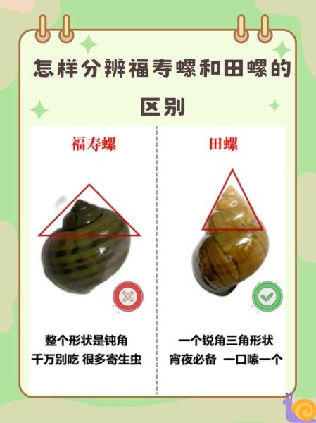 螺蛳和田螺的区别图片_怎么分辨-第1张图片-山城妙识 螺蛳和田螺的区别图片_怎么分辨-第1张图片-山城妙识