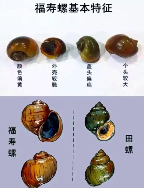 螺蛳和田螺的区别图片_怎么分辨-第3张图片-山城妙识 螺蛳和田螺的区别图片_怎么分辨-第3张图片-山城妙识