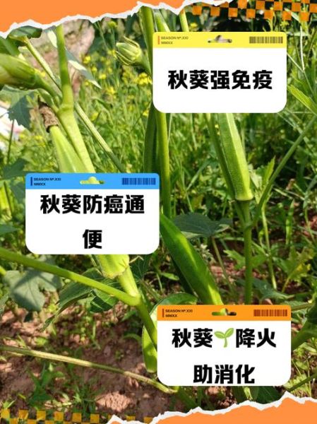 秋葵有什么营养_秋葵的功效与作用-第3张图片-山城妙识 秋葵有什么营养_秋葵的功效与作用-第3张图片-山城妙识