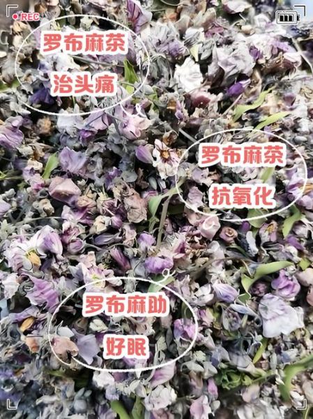 罗布麻茶降血压吗_罗布麻茶的功效与作用-第3张图片-山城妙识